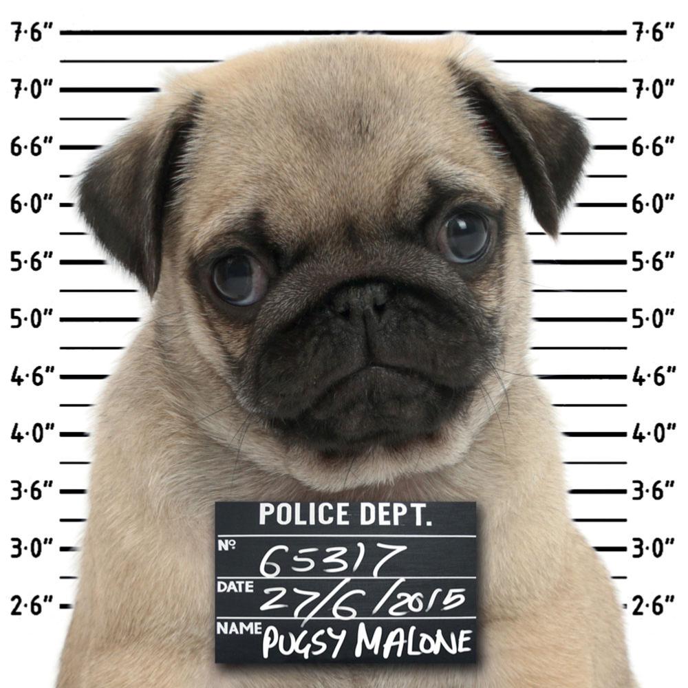 Greetings card "Prison Pug, Pugsy Malone" 16x16cm